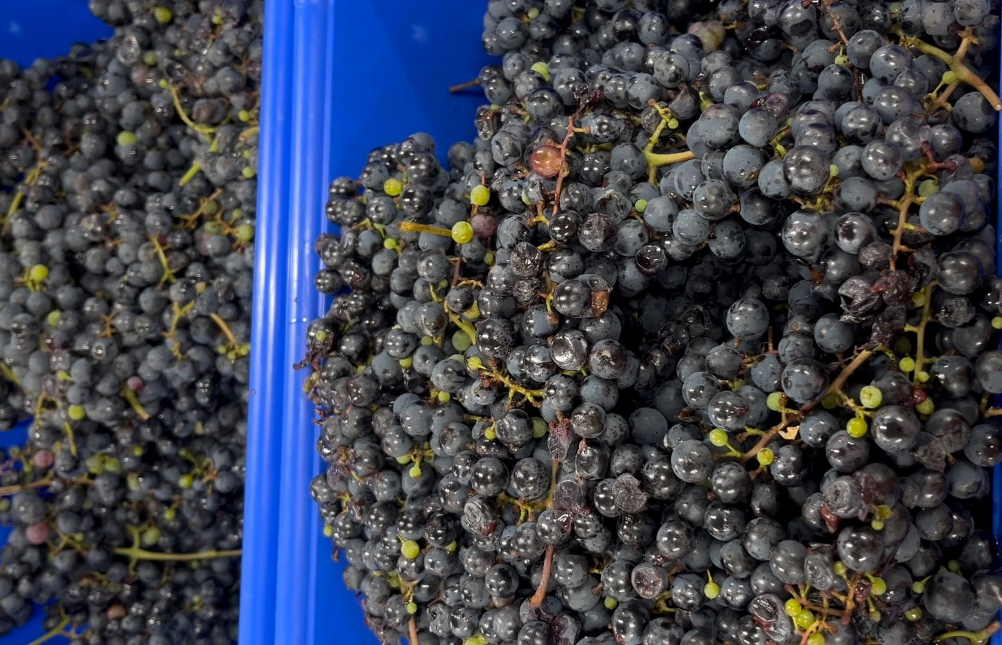 Grape & Bay – Ugly Duck Fine Foods